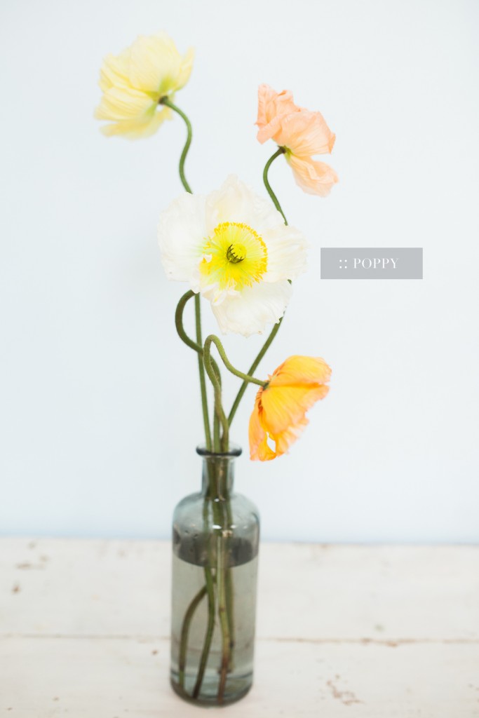 Spring and Summer Flower Guide - Sarah Jayne Photography