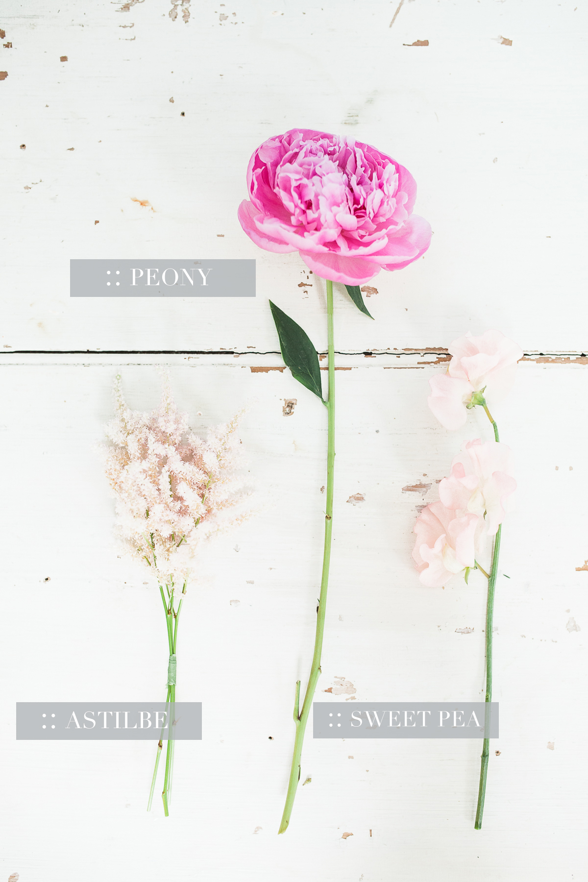 Spring and Summer Flower Guide - Sarah Jayne Photography