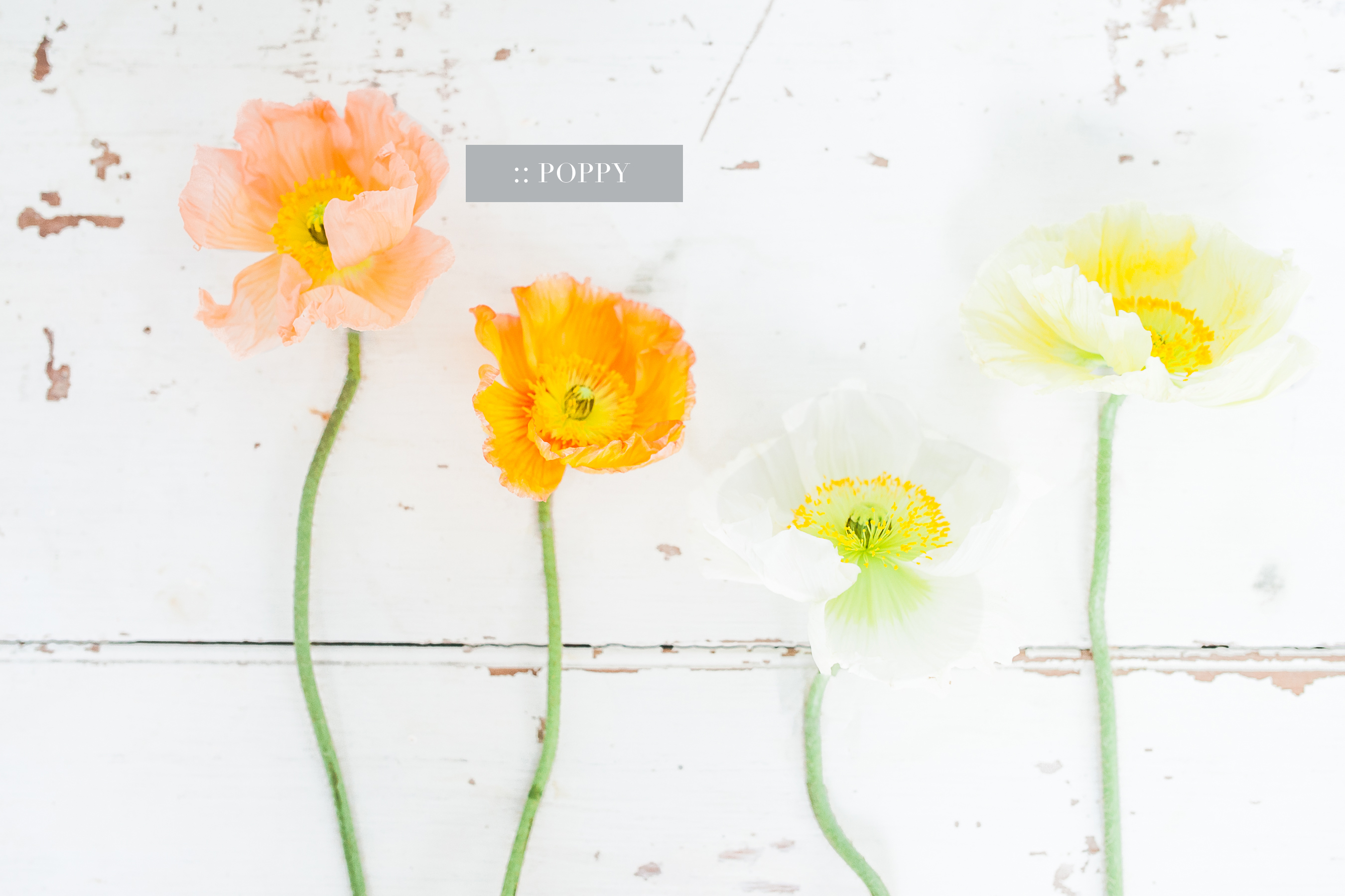 Spring and Summer Flower Guide - Sarah Jayne Photography